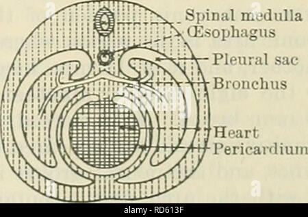 . Text-fig. 7. Part of the lateral line (near the origin of the adipose ...