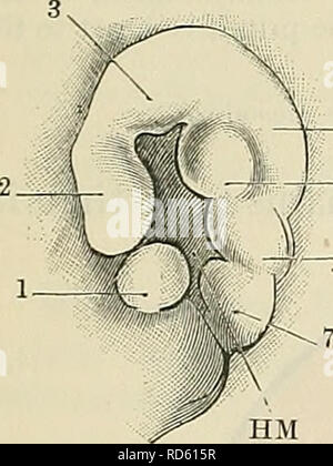 . Cunningham's Text-book of anatomy. Anatomy. Section through ...
