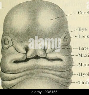 . Cunningham's Text-book of anatomy. Anatomy. THE STOMATODAEUM 49 ...