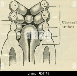 . Cunningham's Text-book of anatomy. Anatomy. THE PEIMITIVE VASCULAE ...