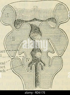 . Cunningham's Text-book of anatomy. Anatomy. Sinus tympani Mastoid air ...
