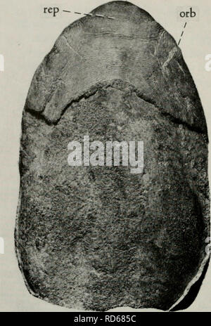 . The Cyathaspididae; a family of Silurian and Devonian jawless ...