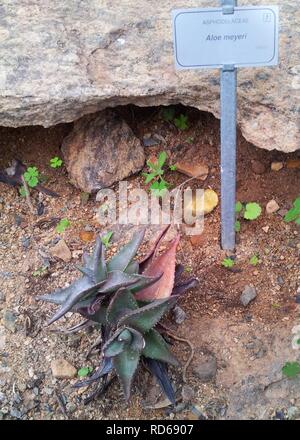 Aloe meyeri cultivation in Kirstenbosch botanical gardens Stock Photo ...