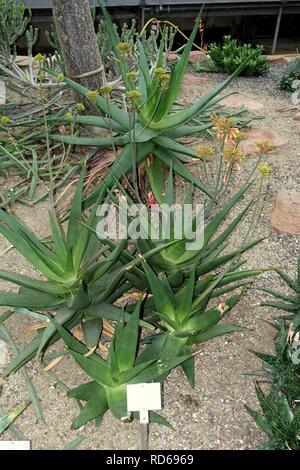 Aloe scobinifolia Botanischer Garten Heidelberg, Germany DSC01341 Stock ...