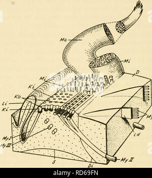. Electron-microscopic structure of protozoa . Text-figure 8. Schematic ...