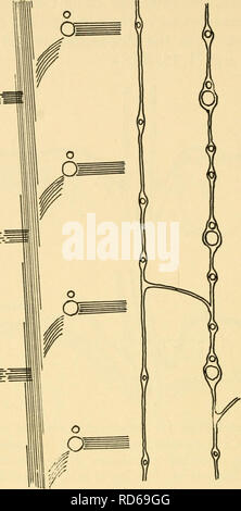 . Electron-microscopic structure of protozoa . Text-figure 8. Schematic ...