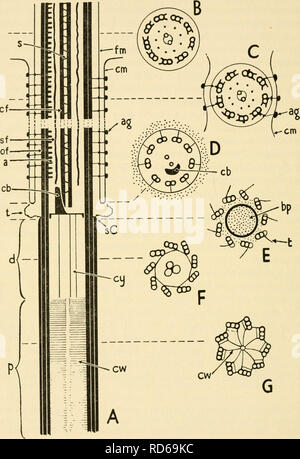 . Electron-microscopic structure of protozoa . Text-figure 8. Schematic ...