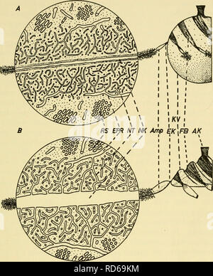 . Electron-microscopic structure of protozoa . W- {*& Stock Photo - Alamy