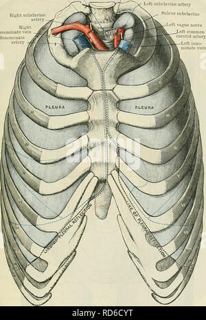 . Cunningham's Text-book of anatomy. Anatomy. THE LUNGS AND PLEUB.E ...