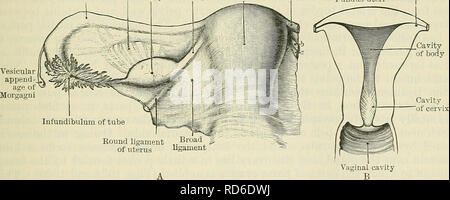 Broad Ligament Of Uterus Cadaver Topographical Anatomy For