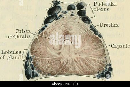 . Cunningham's Text-book of anatomy. Anatomy. ^Seminal vesicle gK- f ...