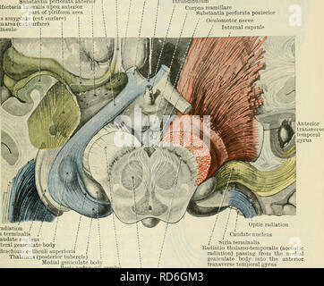 . Cunningham's Text-book of anatomy. Anatomy. HYPOTHALAMUS 4? *& o