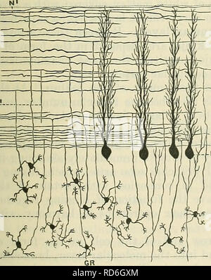 . Cunningham's Text-book of anatomy. Anatomy. HISTOGENESIS AND MINUTE ...