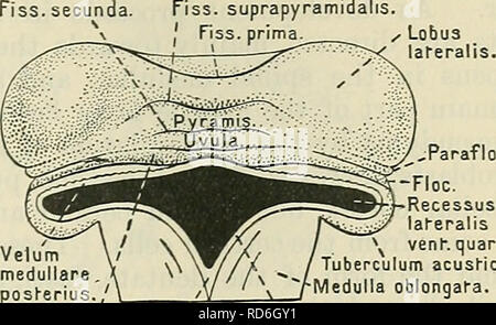 . Cunningham's Text-book of anatomy. Anatomy. THE CEEEBELLUM. 573 Pons ...