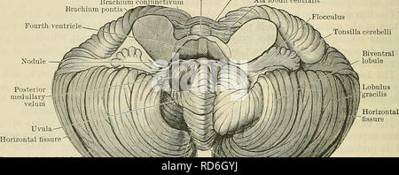 . Cunningham's Text-book of anatomy. Anatomy. v uvula N lobus posterior ...