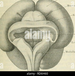. Cunningham's Text-book of anatomy. Anatomy. THE SULCI AND GYEI OF THE ...