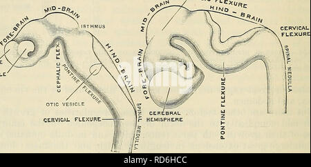 . Cunningham's Text-book of anatomy. Anatomy. HYPOTHALAMUS 4? *& o