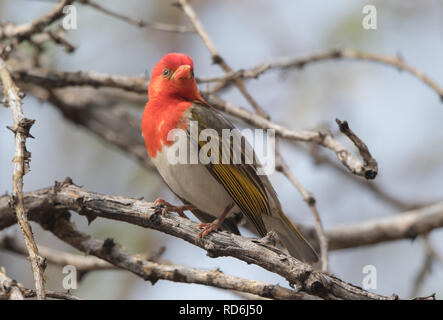 Red-headed weaver Anaplectes rubriceps leuconotus, adult male, perched ...