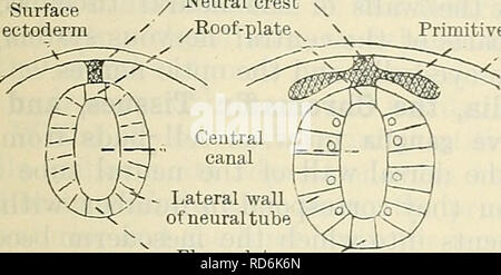 . Cunningham's Text-book of anatomy. Anatomy. Early posterior ...