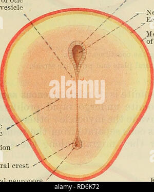 . Cunningham's Text-book of anatomy. Anatomy. 30 HUMAN EMBEYOLOGY ...