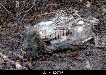 Wild Boar (Sus scrofa), dead animals after a hunt Stock Photo: 20489281 ...