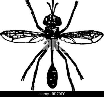 Wasp wing with veins Stock Photo - Alamy