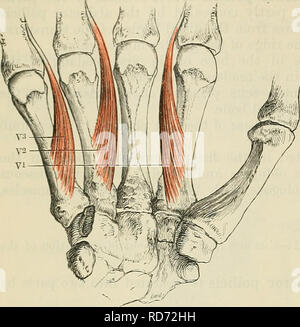 . Cunningham's Text-book of anatomy. Anatomy. 392 THE MUSCULAE SYSTEM ...