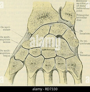. Cunningham's Text-book of anatomy. Anatomy. 310 THE ARTICULATIONS OR ...