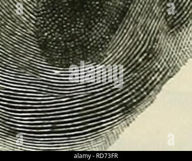 . Cunningham's Text-book of anatomy. Anatomy. THE CUBOID BONE. 263 ...