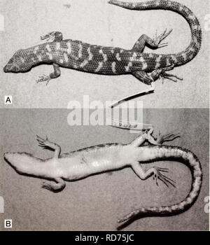 . Current herpetology. Reptiles; Herpetology. HIKIDA ET AL.—NEW ...