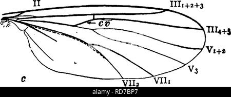 Fungi growing under the bark of dead pine trees. Small, delicate ...