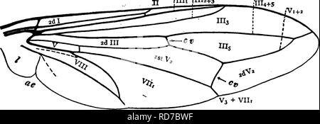 . A manual for the study of insects. Insects. DIPTERA. 421 hind wing ...