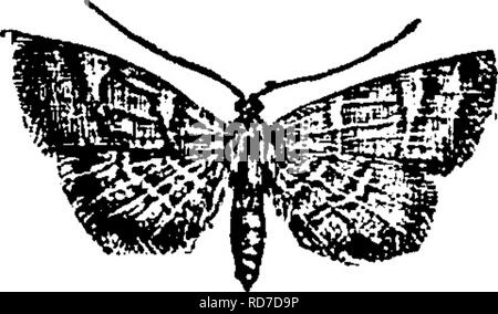 meal moth, Pyralis farinalis, on a white bathrrom tile Stock Photo - Alamy