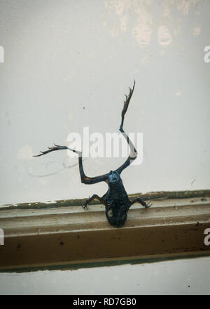 a dried dead body of a frog , toad, on the road Stock Photo - Alamy