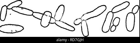 . Bacteriology and mycology of foods. Food. A B. c E Fig 32 —Types of ...