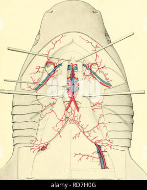 . The elasmobranch fishes . Fig. 168. Hypol)rancliial arteries ...