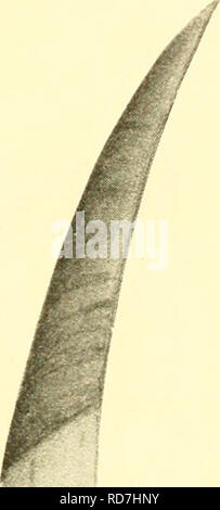 . The elasmobranch fishes . Fig. 33. A. Section through a light organ ...
