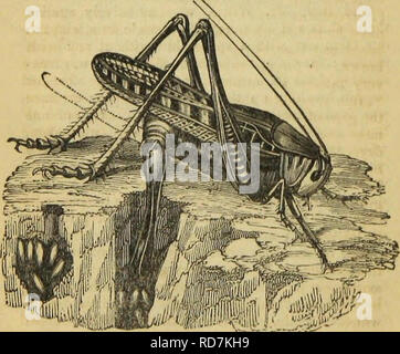 . Insect architecture. Insects. MOLE-CRICKET. 213 muscles of the arms ...