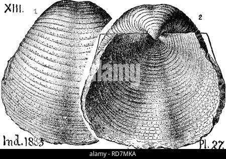 Productus pertenuis Meek Stock Photo - Alamy