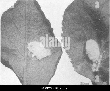 Plum scale, European Fruit Lecanium (Parthenolecanium corni), on oak ...