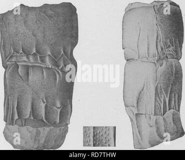 . The Eurypterida of New York. Eurypterida; Paleontology. 312 NEW YORK ...