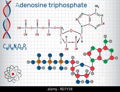 Adenosine triphosphate (ATP) molecule, is intracellular energy transfer ...