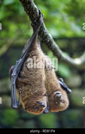 Rodrigues Flying Fox or Rodrigues Fruit Bat Pteropus rodricensis Stock ...