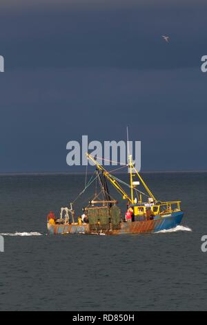 Inshore trawler in shallow coastal sea fishing for arine life which may ...