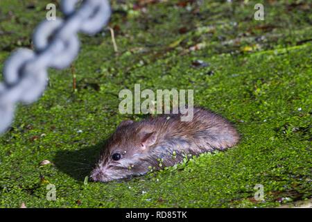 A Young Brown Rat, swimming in open view, UK Stock Photo - Alamy