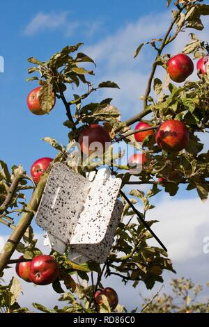 Apple Tree with fly catching device to minimise damage to apple harvest ...