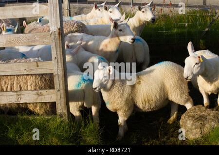 Cross breed Cheviot sheep ,newly sheered ,important for their wool to ...