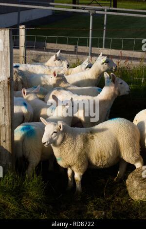 Cross breed Cheviot sheep ,newly sheered ,important for their wool to ...