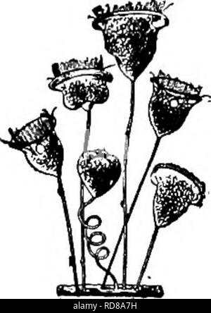 . Fresh-water biology. Freshwater biology. CILIATE PROTOZOA (INFUSORIA ...