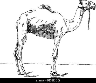 Horse breeds with points marked on images Stock Photo - Alamy